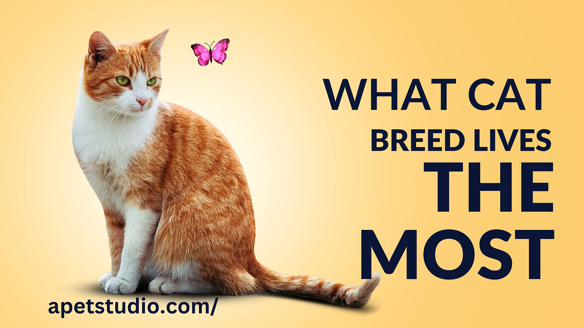 Unlocking the Secrets of Feline Longevity: Which Cat Breeds Live the ...
