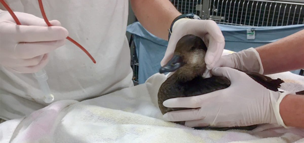 Exhausted sea duck rescued by beachgoers | by Conservancy of SWFL | A ...