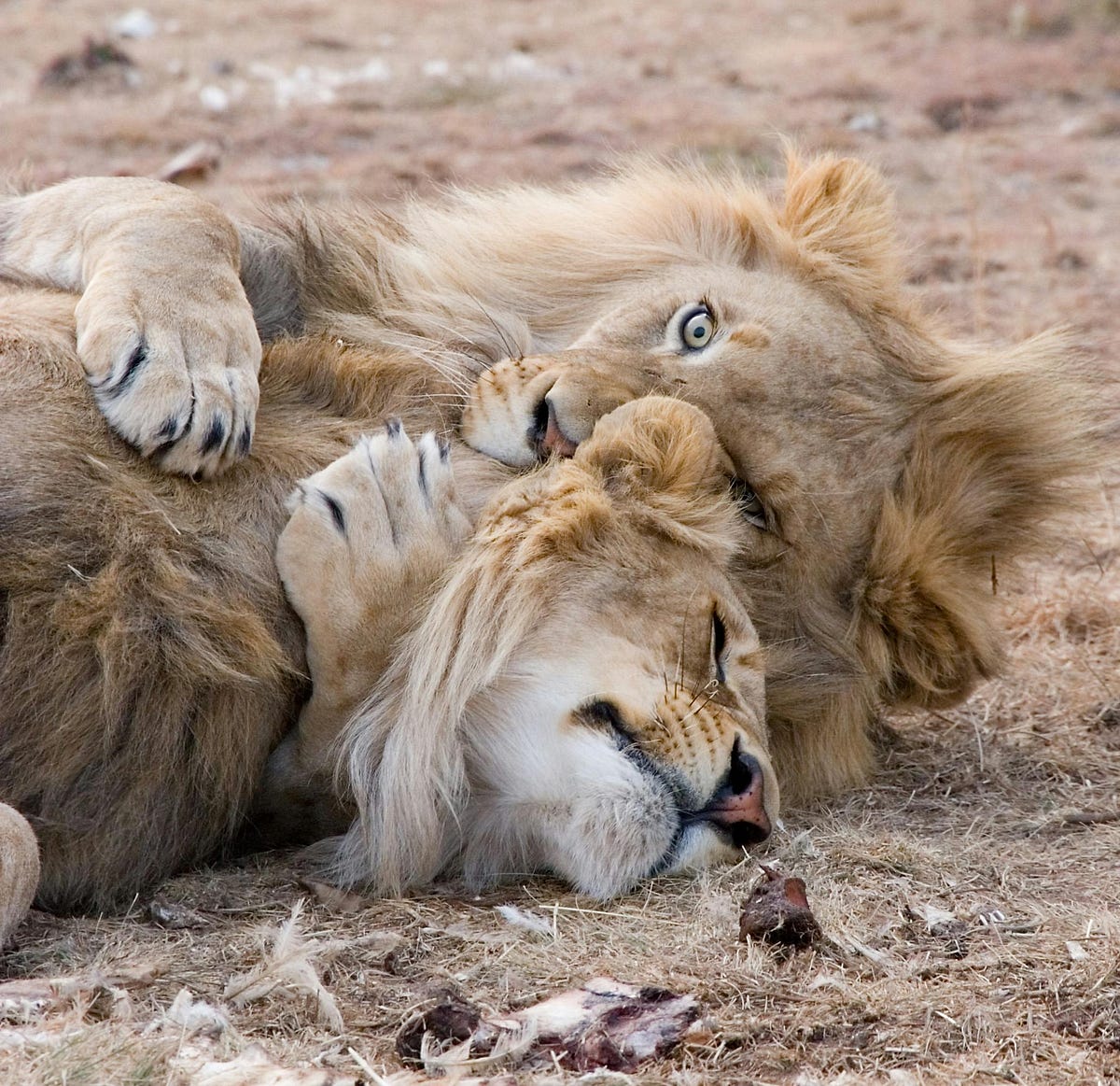 Wild animals and their prey. Every wild animal has good instincts to ...