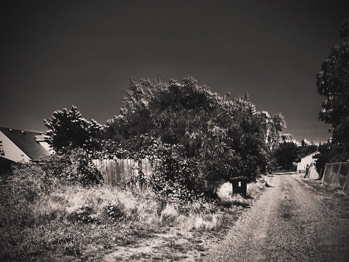 Bark Burn Gnarled branches twist the sharp turn Untoward towards the ...