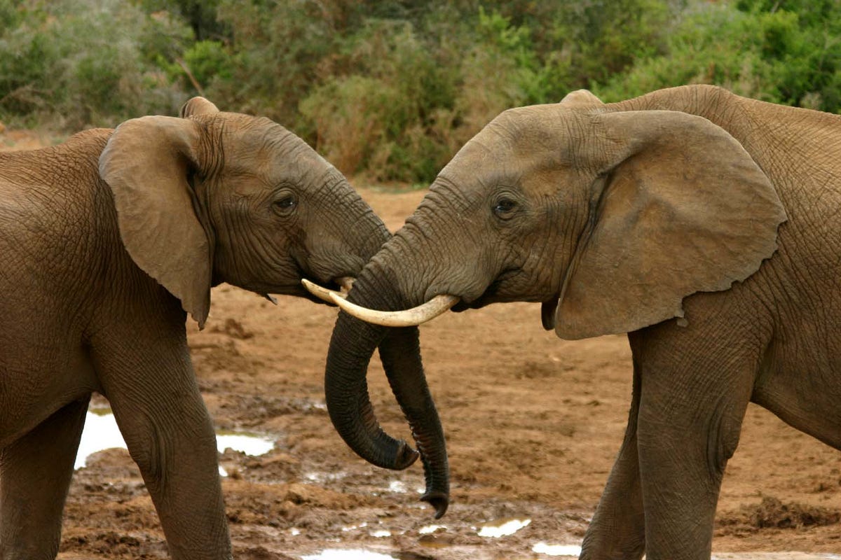 Looking up to elephants to fight cancer | by Matt Godwin | Growth ...