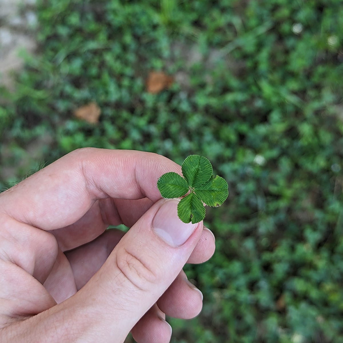 Secret of the Four Leaf Clover | by Jason Day | Medium