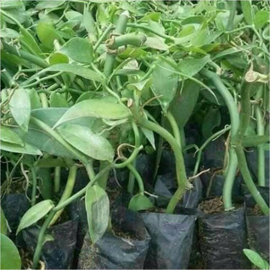 Bibit Vanili Asal Stek 1 Meter Siap Tanam Vanilli Jenis Planipolia ...
