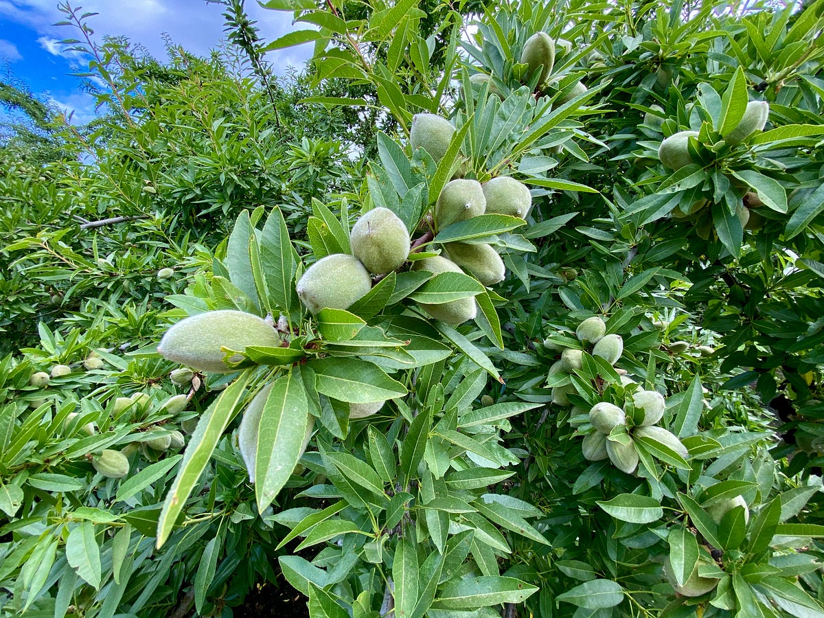 Overcoming Nitrogen Inefficiencies with Foliar Applications | by ...