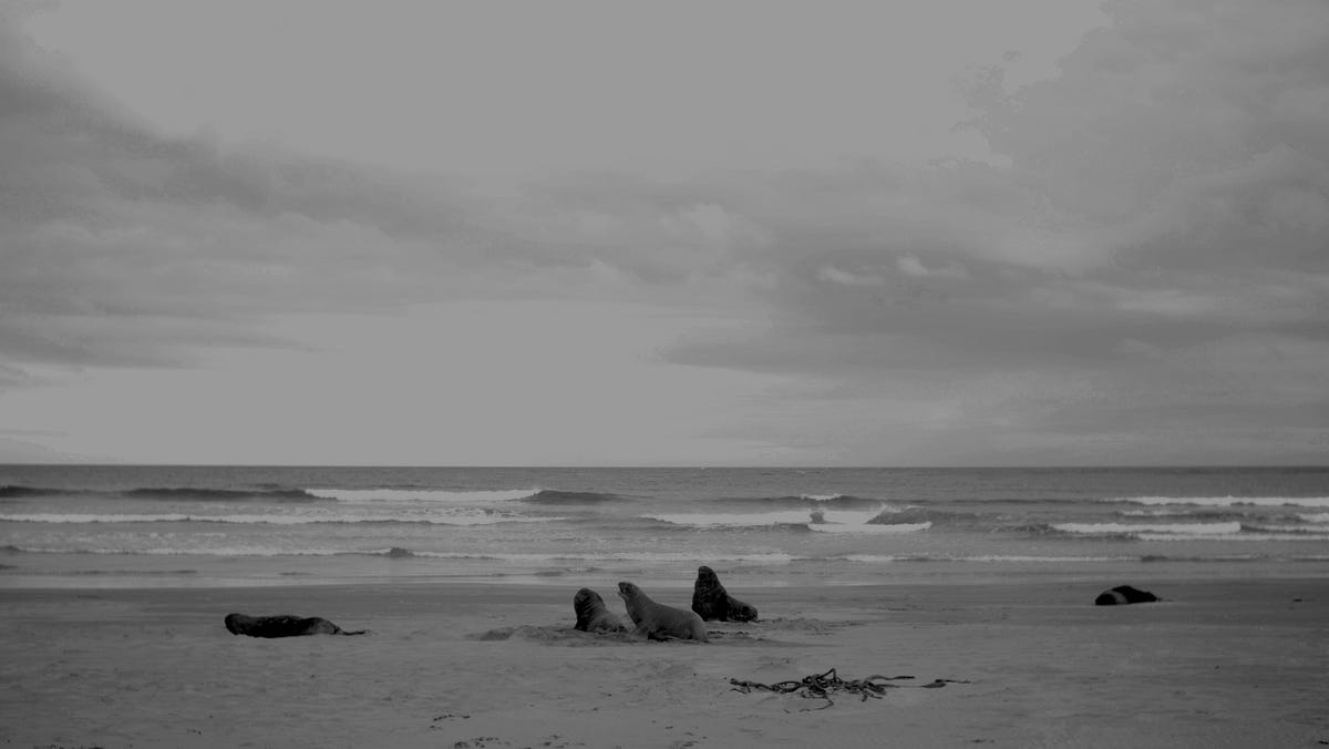 Pakake — fighting to save Aotearoa New Zealand’s endangered sea lions ...
