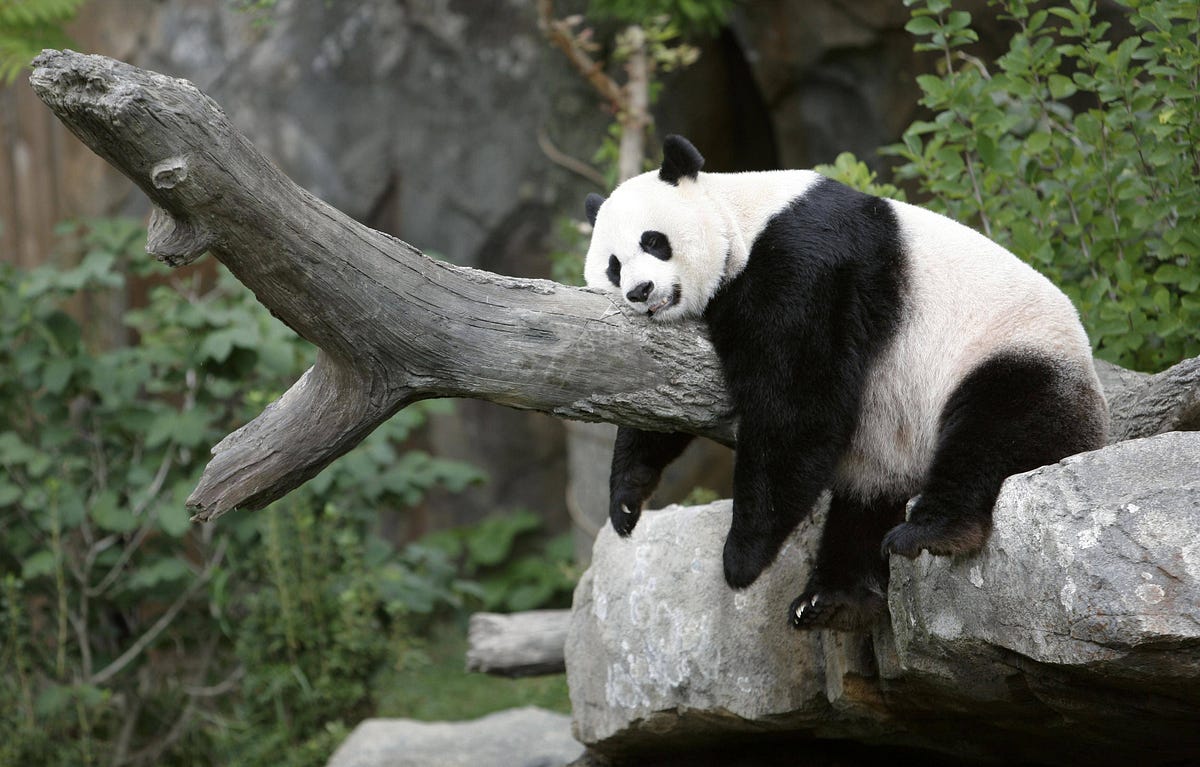 How I stopped being a Lazy Panda. “If you take a lot of time for ...
