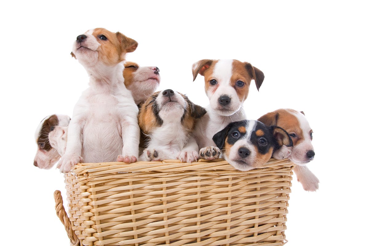 Diversifying (Your Life). Identifying and managing risk in your… | by ...