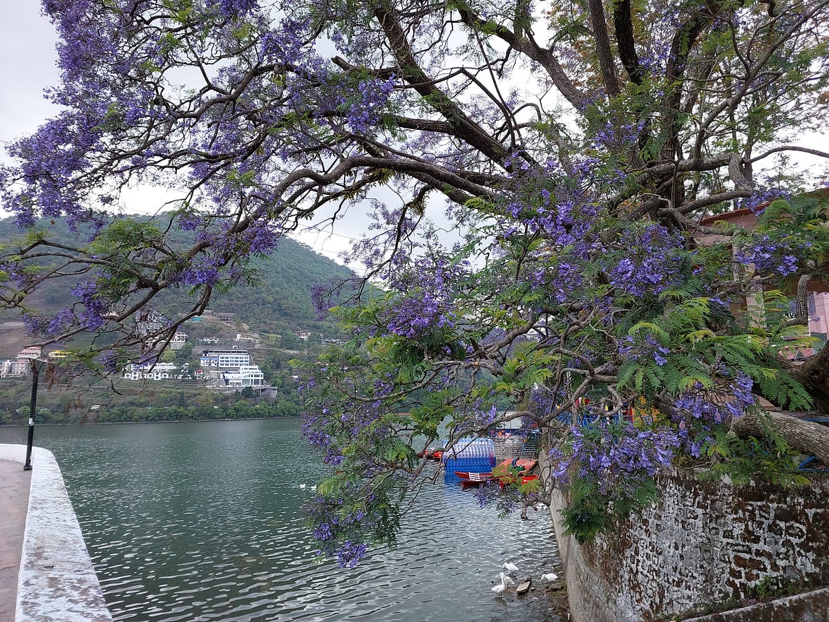Purple - SNAPSHOTS - Medium