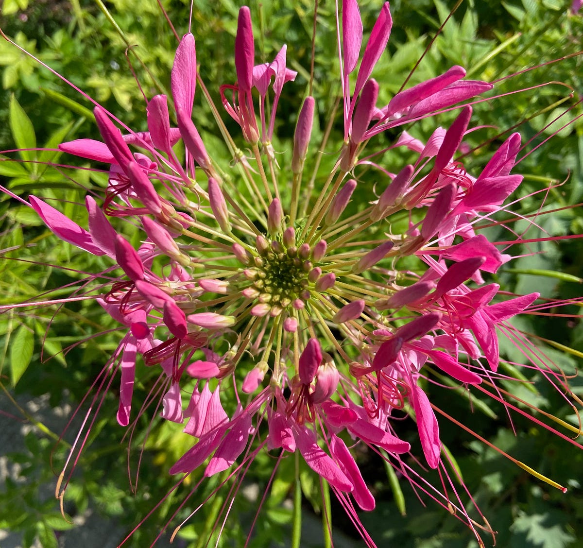 A wreath of pink - Bruce Black - Medium