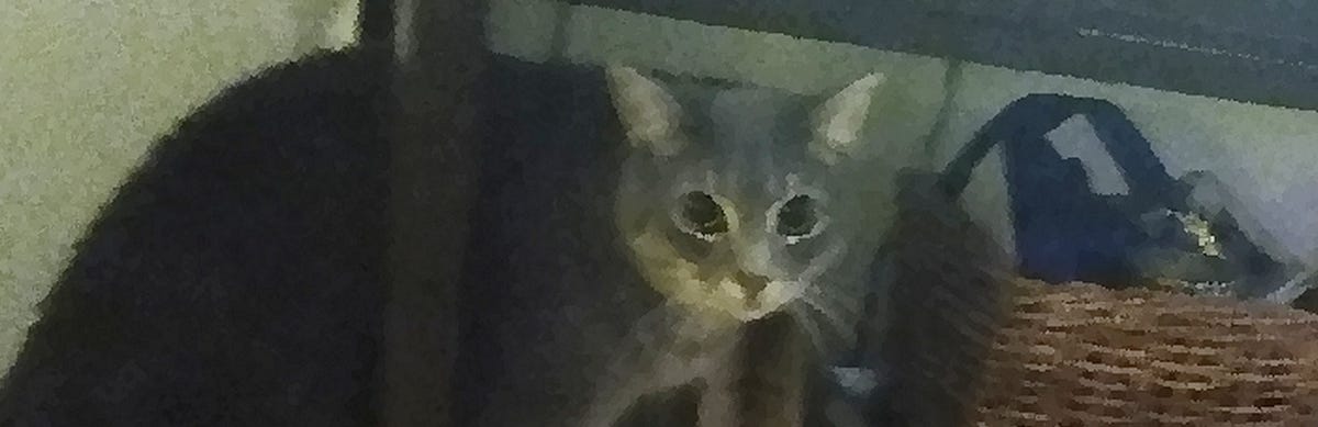 Curisosity? - Scuzzbucket - Medium