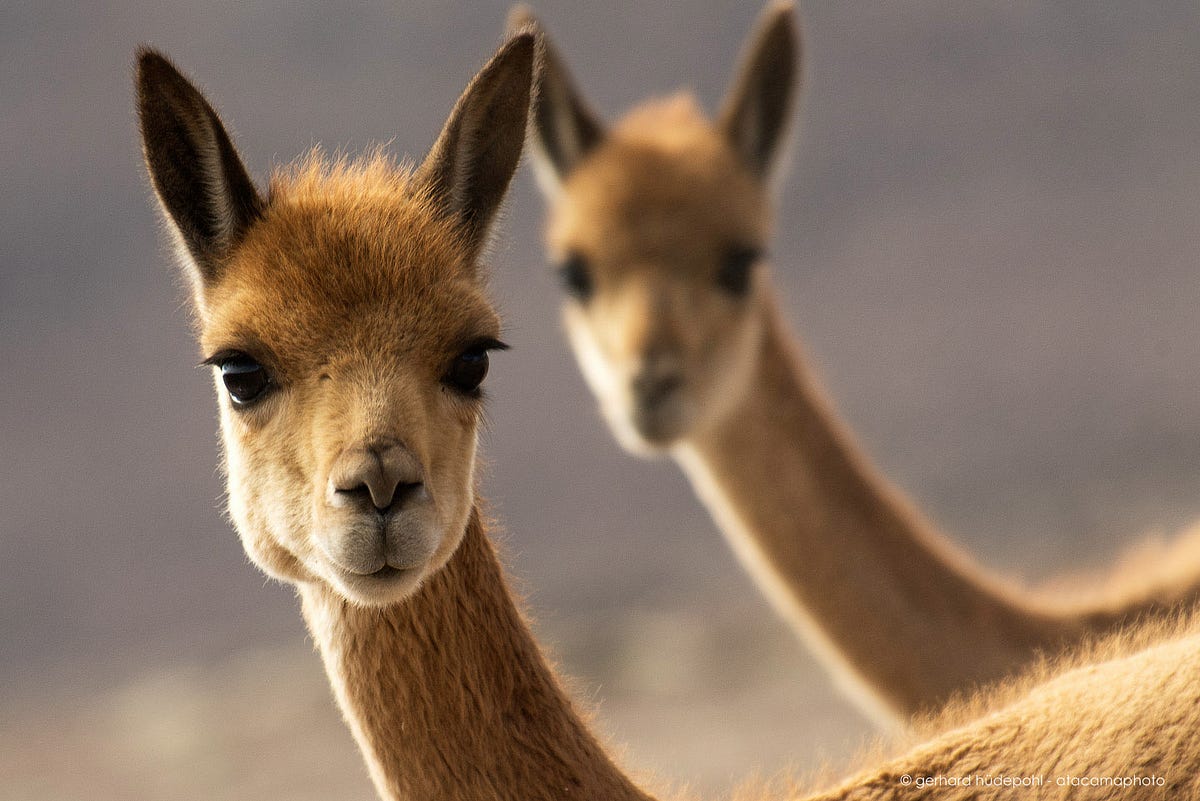 LLaMa, Vicuna, Alpaca — Your Personal ChatGPT? (pt 3/3) | by Lazy Programmer | Medium