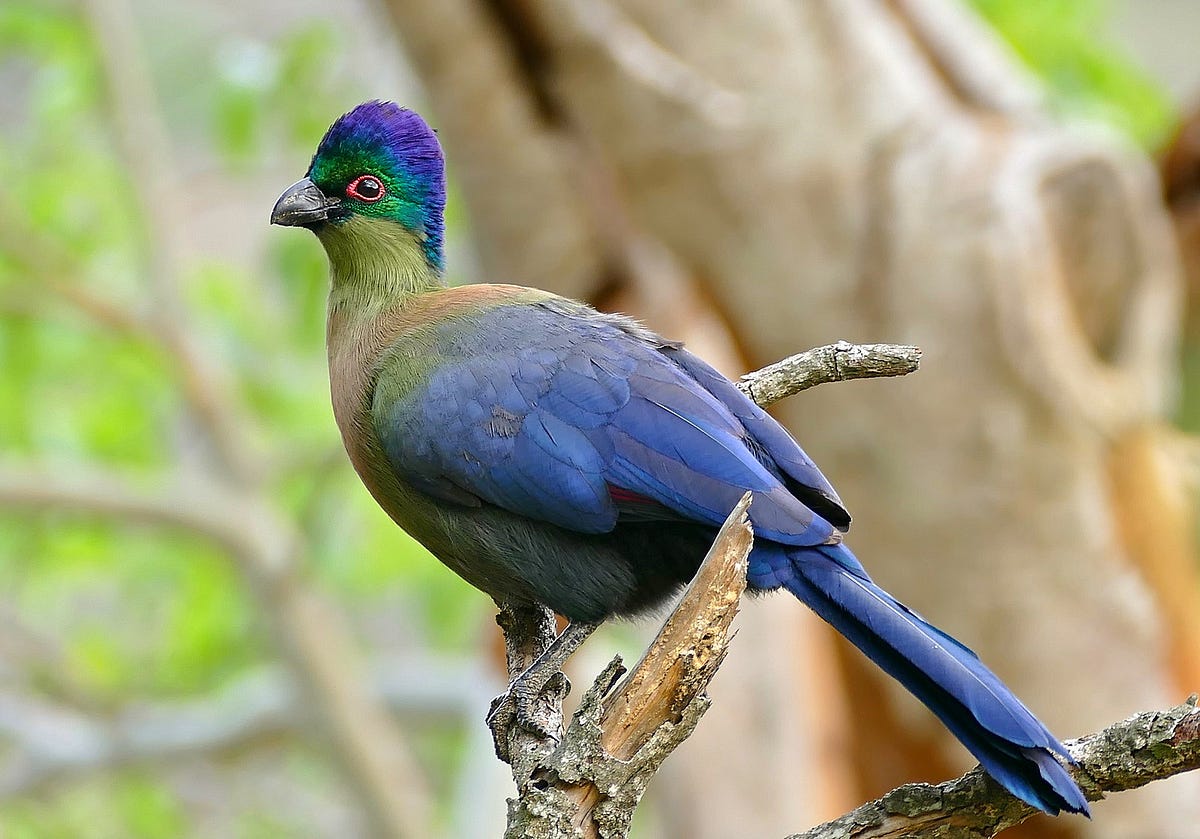 Turacos: Africa’s Colorful Avian Treasures | by Utku Perktas | Medium