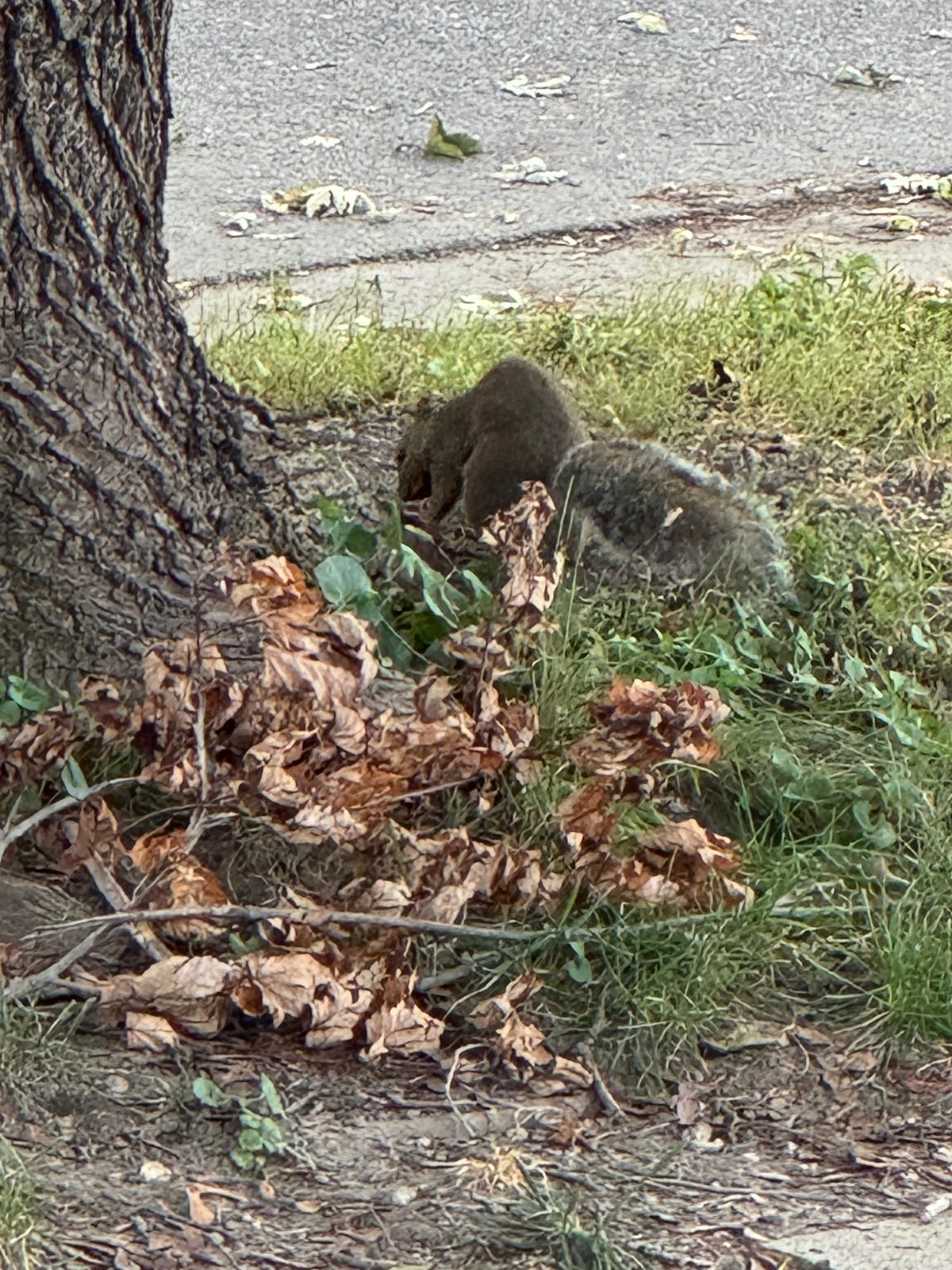 The Skill of Commitment. Meet Steven, a grey squirrel who does… | by ...