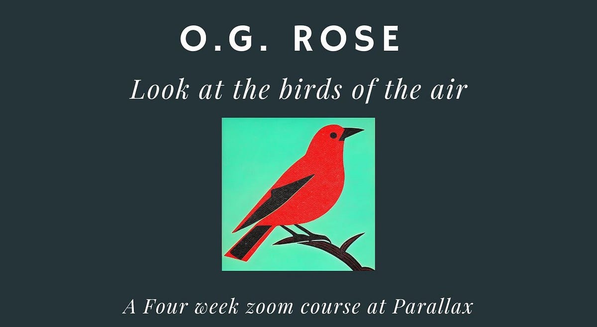 “Look at the Birds of the Air” (Last Week for Signups) | by O.G. Rose ...
