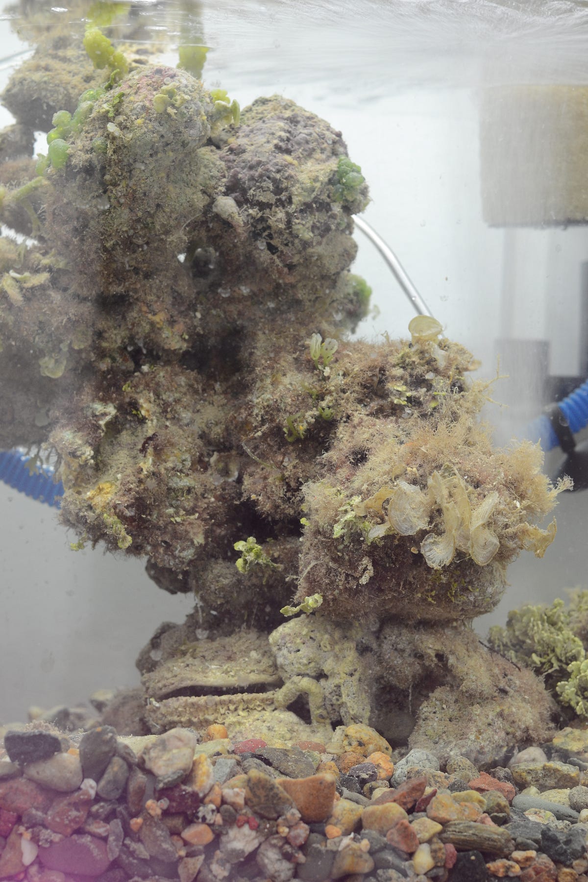 Live Rock Haul from the Red Sea. We recently acquired live rocks from ...
