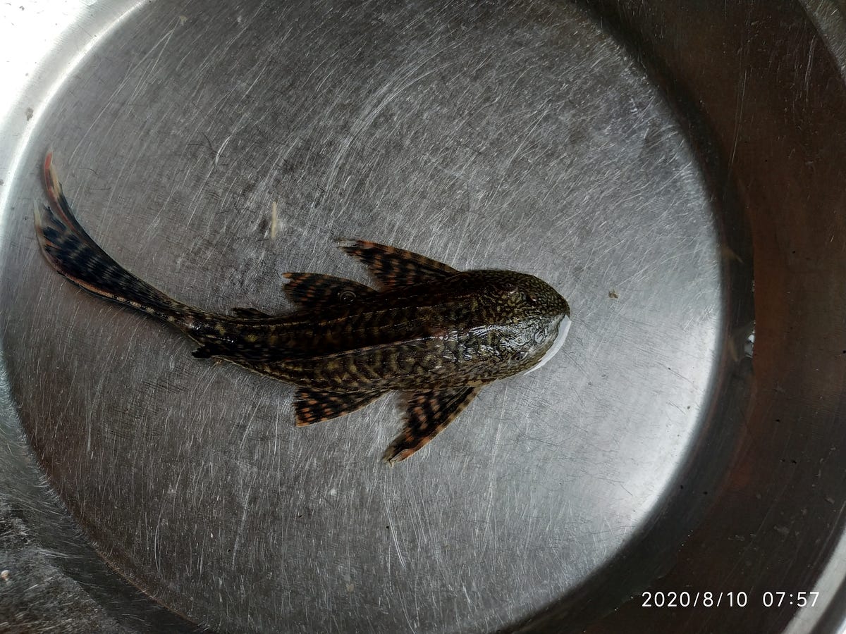 Alien fish species caught in Ratabeel | by Kripesh Das | Medium