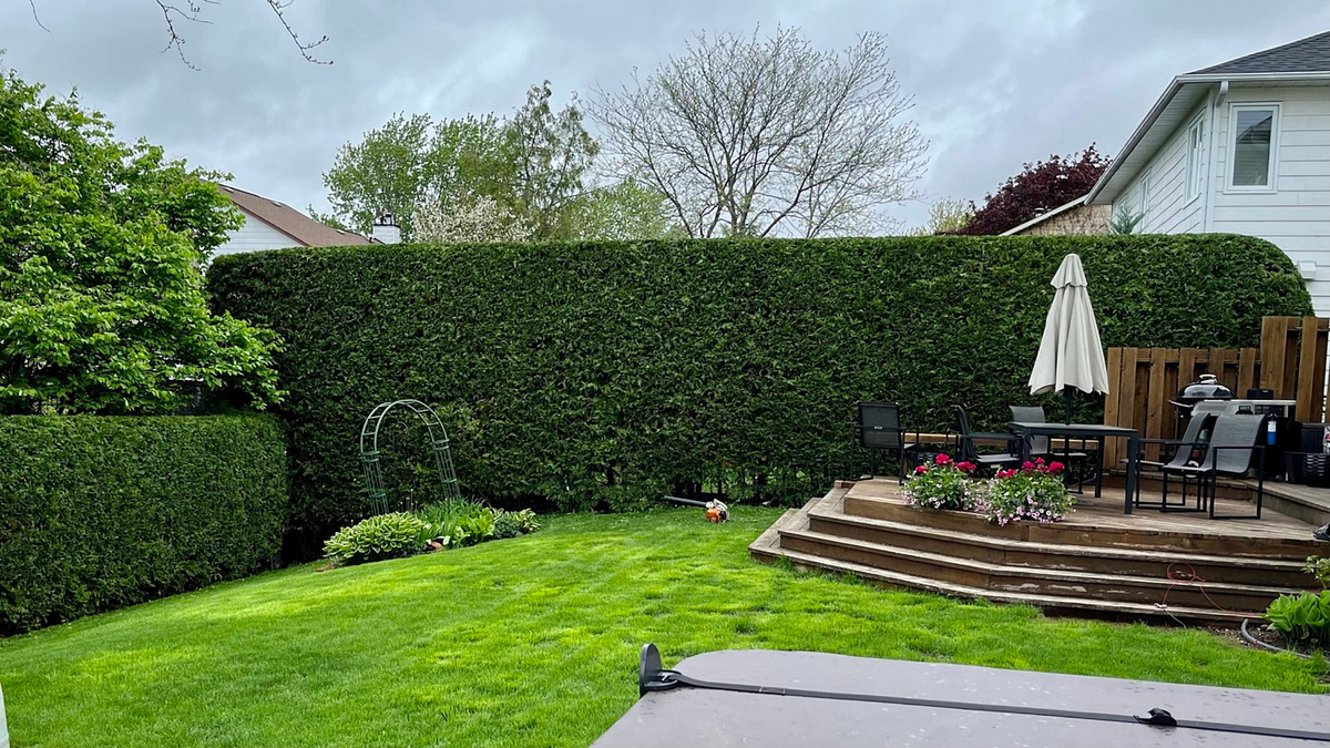 What Role Does Hedge Trimming Play in Pest Control for Gardens? | by ...