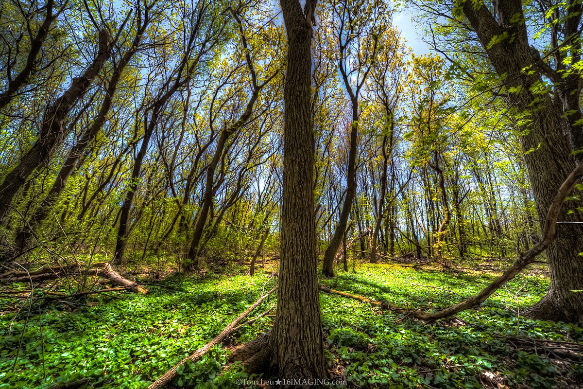 Forests Through the Trees. Rockford, IL 2013 | by TOM★LEU | Full Frame ...
