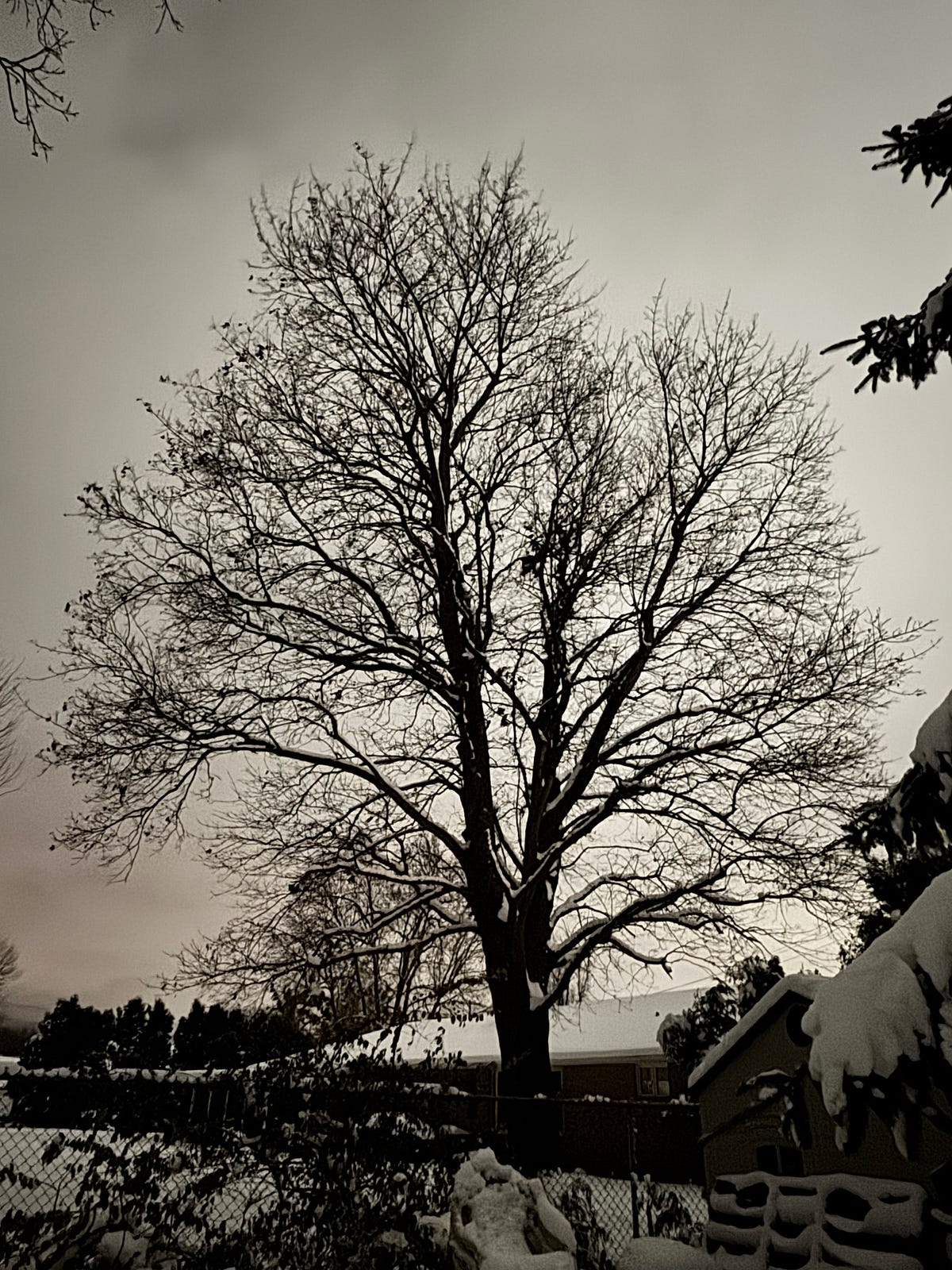 A Winters Moment | by Bryce Rose | Dec, 2024 | Medium