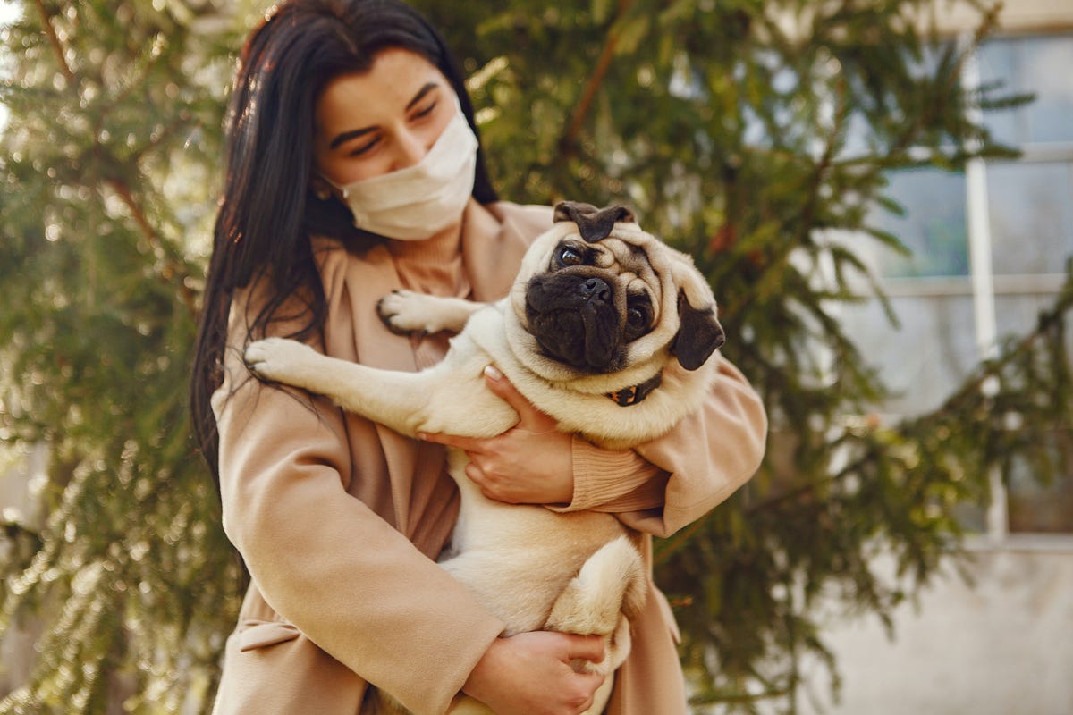 Daily Itinerary of an Insta-Famous Pug | by Catherine Weingarten | The ...
