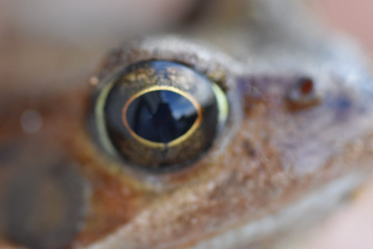 Pond Life. A light-hearted poem response to… | by Anna da Silva | Share ...