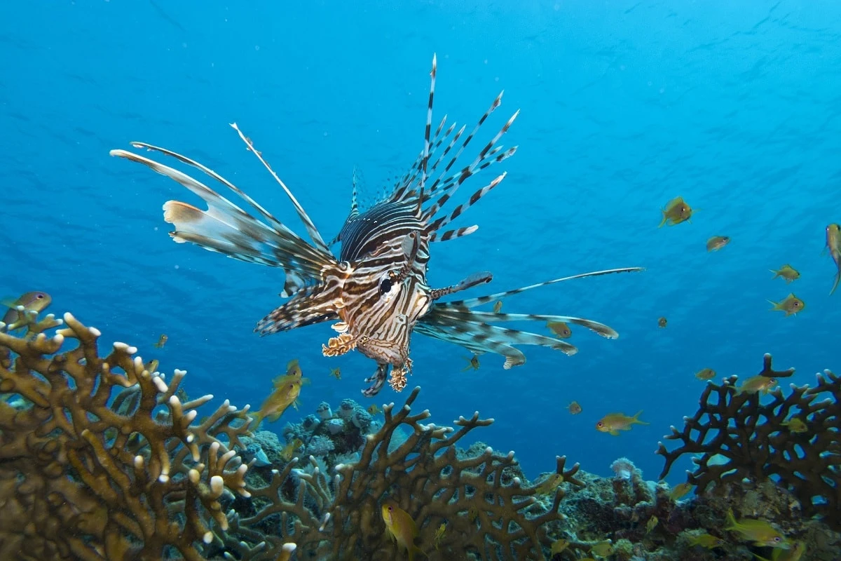 How Human Activities Affect Marine Life | by Antoaneta Tsocheva | Medium