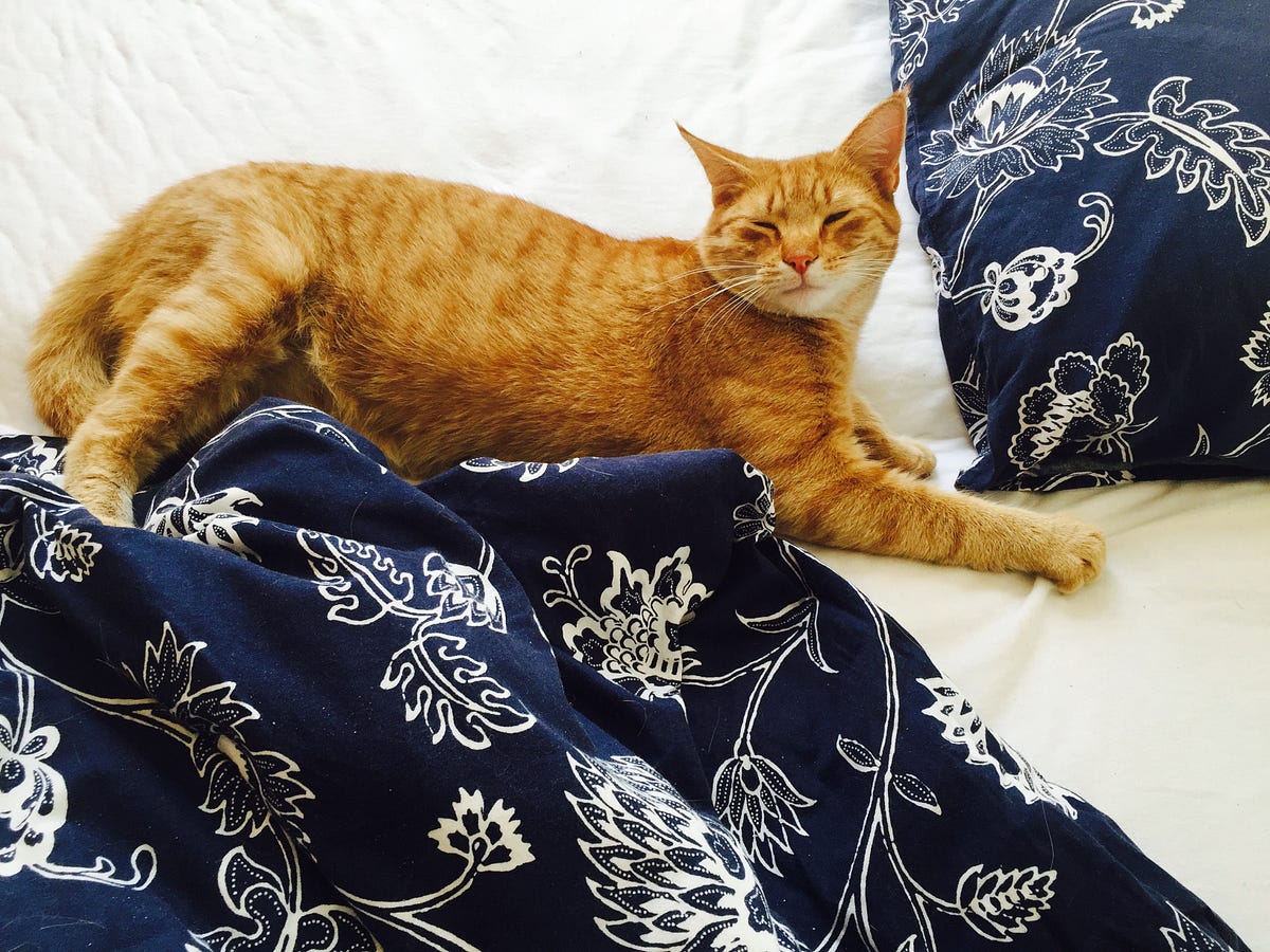 My homie Tiger.. This guy has been loving me big-time… | by Catsitting ...