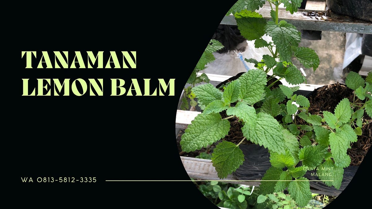 BISA DIKIRIM , WA 0813–5812–3335 , LEMON BALM MALANG | by ...