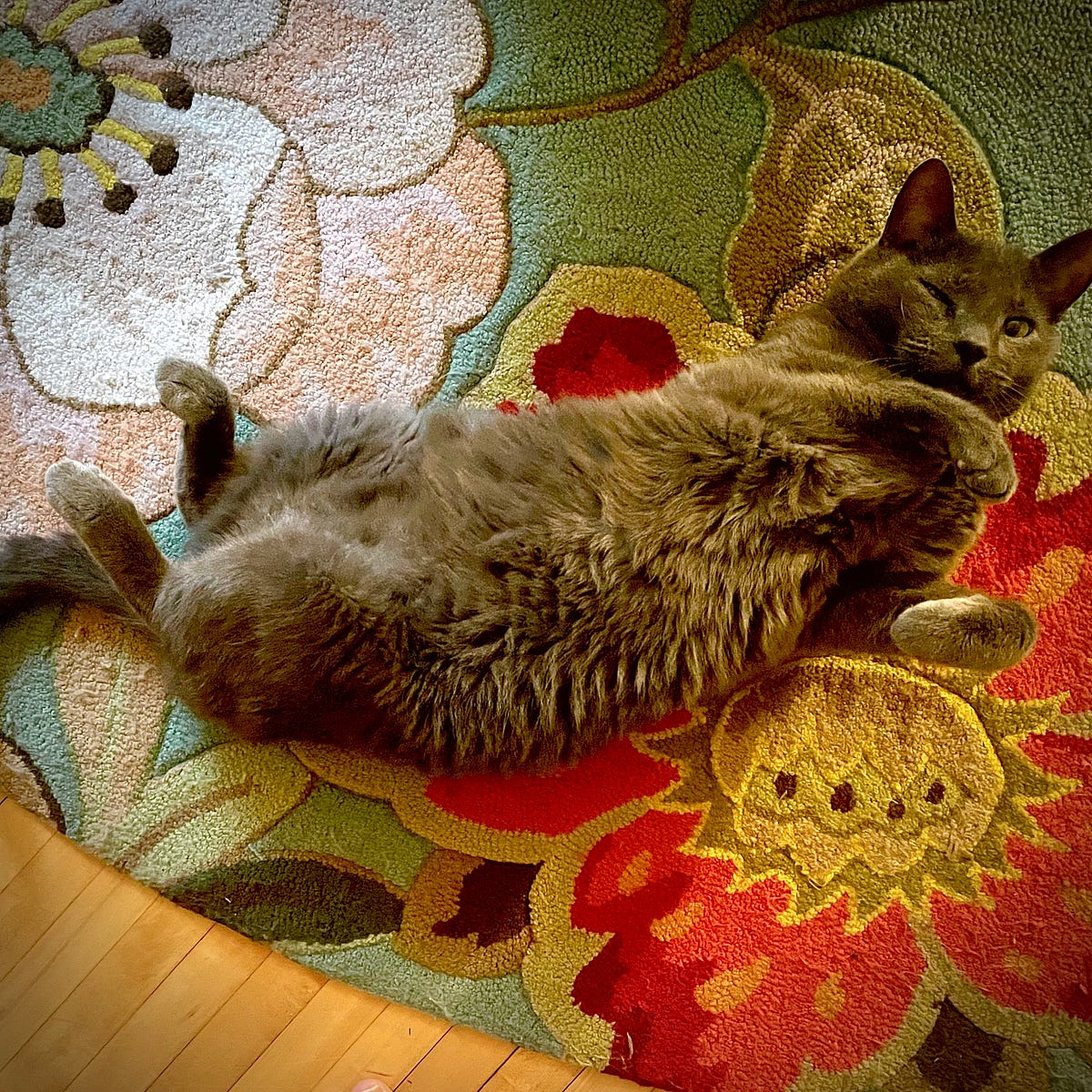 Cat’s Rhetoric - Rhythm & Rhyme - Medium
