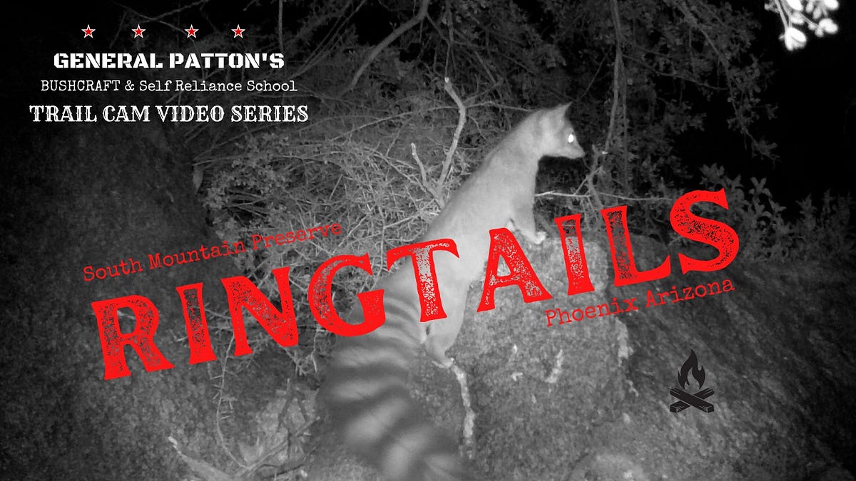 Ringtails. General Patton’s Bushcraft just… | by General Patton's ...