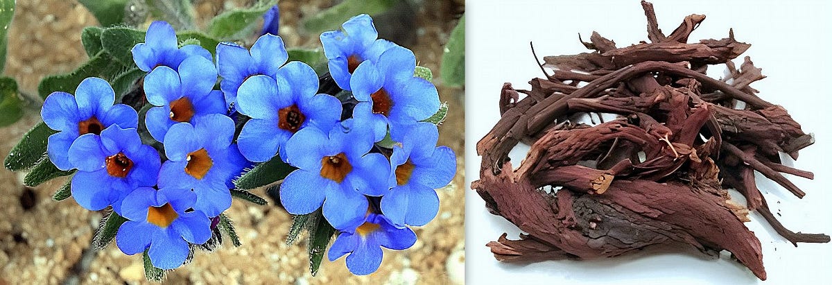 Crimson Roots and Timeless Flavors: Exploring the Wonders of Alkanet ...