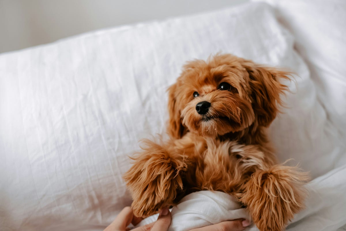 How to Show Yourself the Same Love You Give Your Dog | by Elaine ...