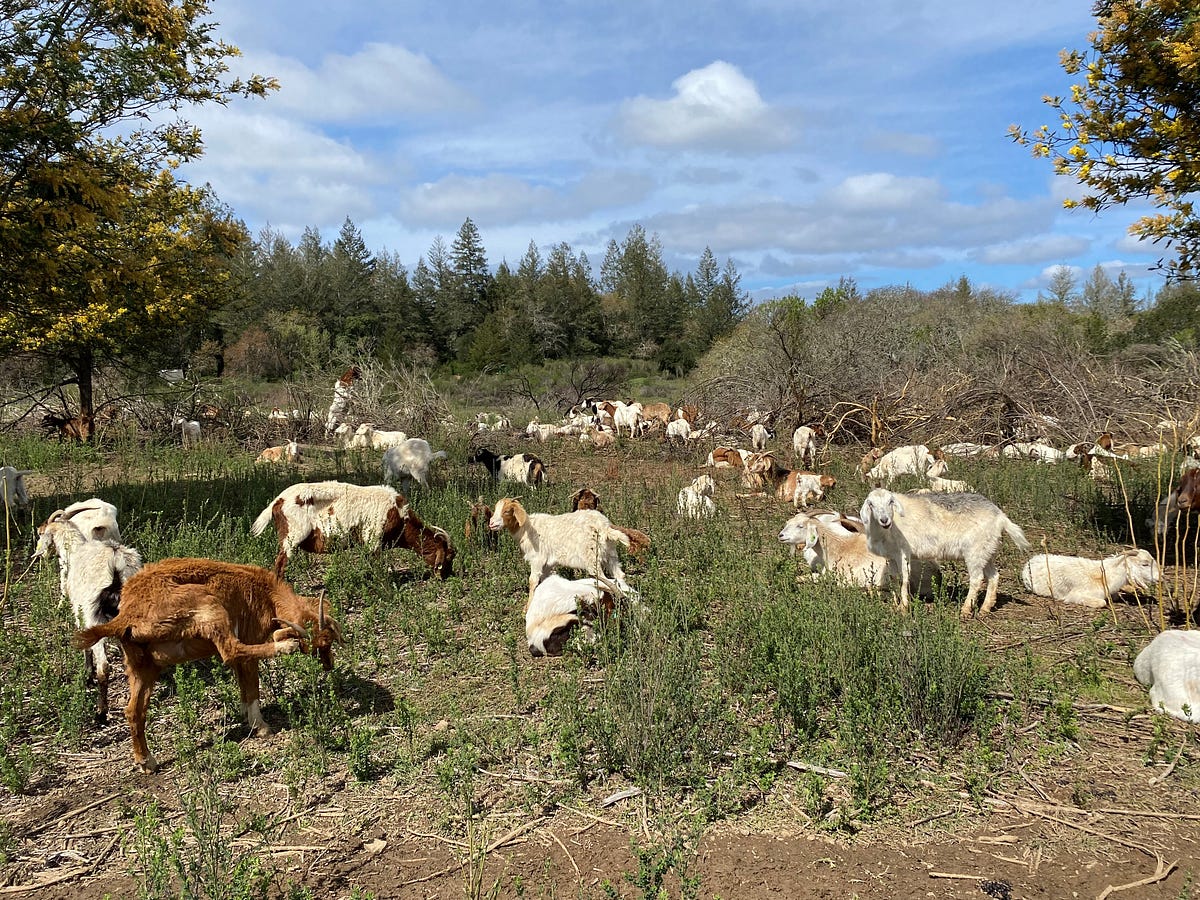 LandSmart Grazing: July Workshop + Additional Funding for Landowners ...