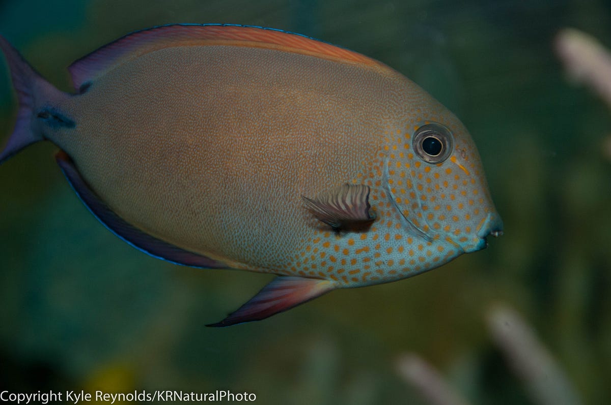 Fish Welfare Is Animal Welfare. I was inspired to write this when I was ...