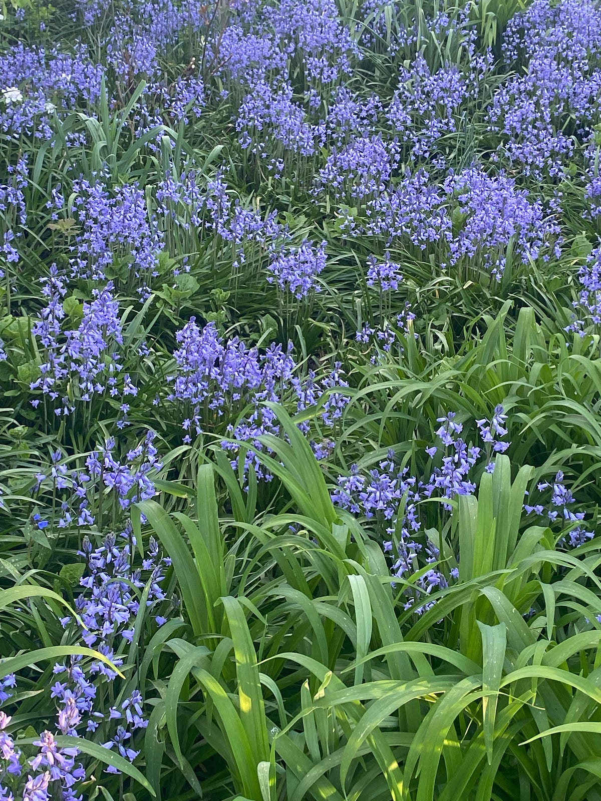 Some folks say purple is not a color - Jill zekanis - Medium