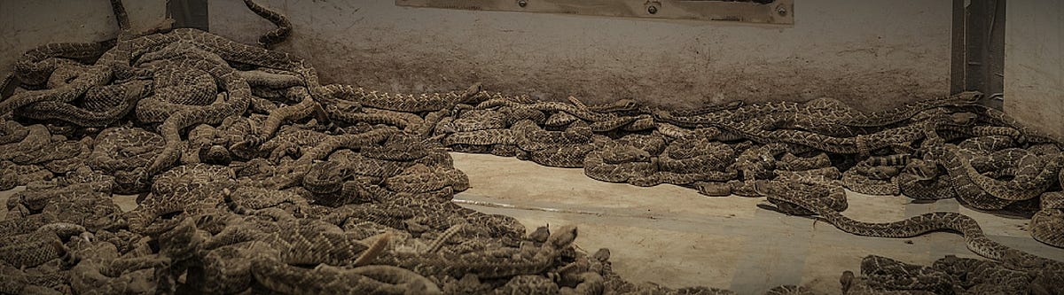 Snake Pit. A short story | by Jon Jackson | The Junction | Medium