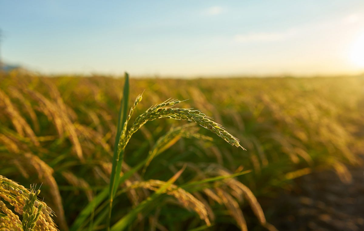Understanding Farmers Needs to Develop Better Market Price Solutions ...
