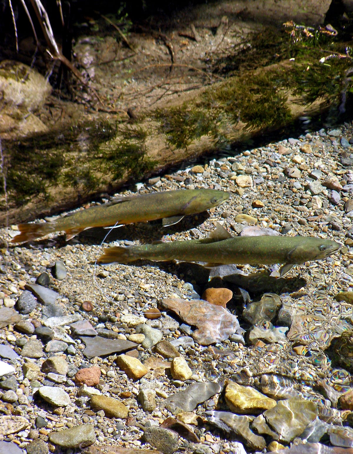 Help protect bull trout in Gold Creek and Keechelus Reservoir by ...