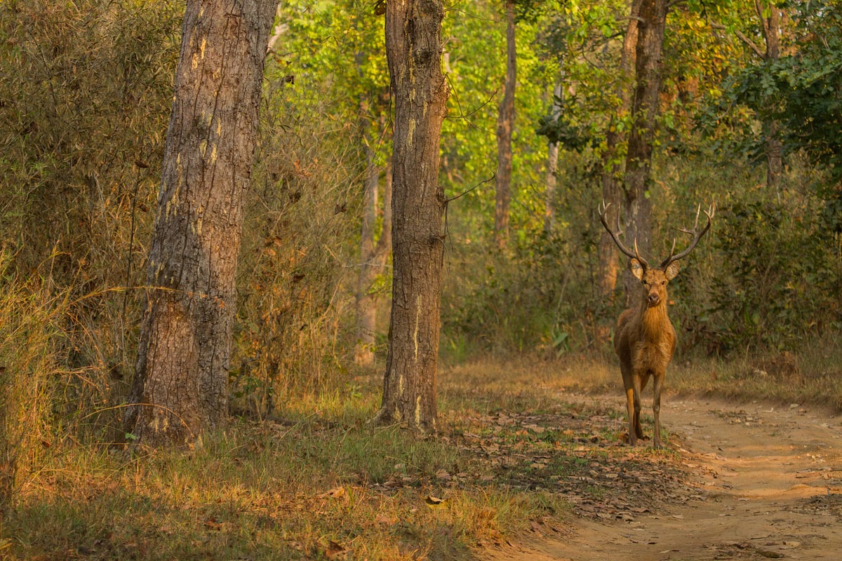 State Symbols of India. A helpful resource to state animals &… | by ...
