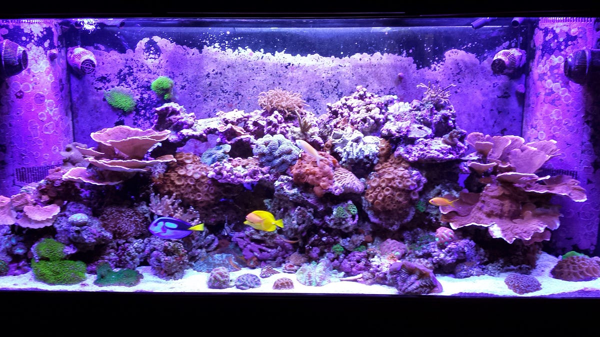 Sophisticated Marin Aquarium In Your Living Environment | by ...