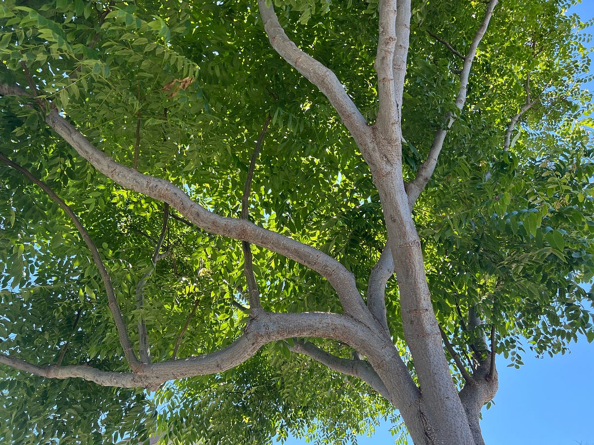 Transformations of Chinese Rain Tree | by Dr. Seema Patel (PhD ...