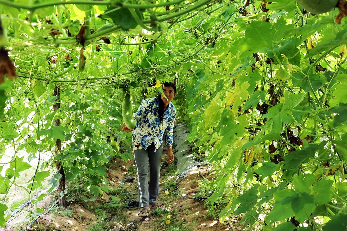 A new farm and a new start in Cambodia | by WFP Asia & Pacific | World ...