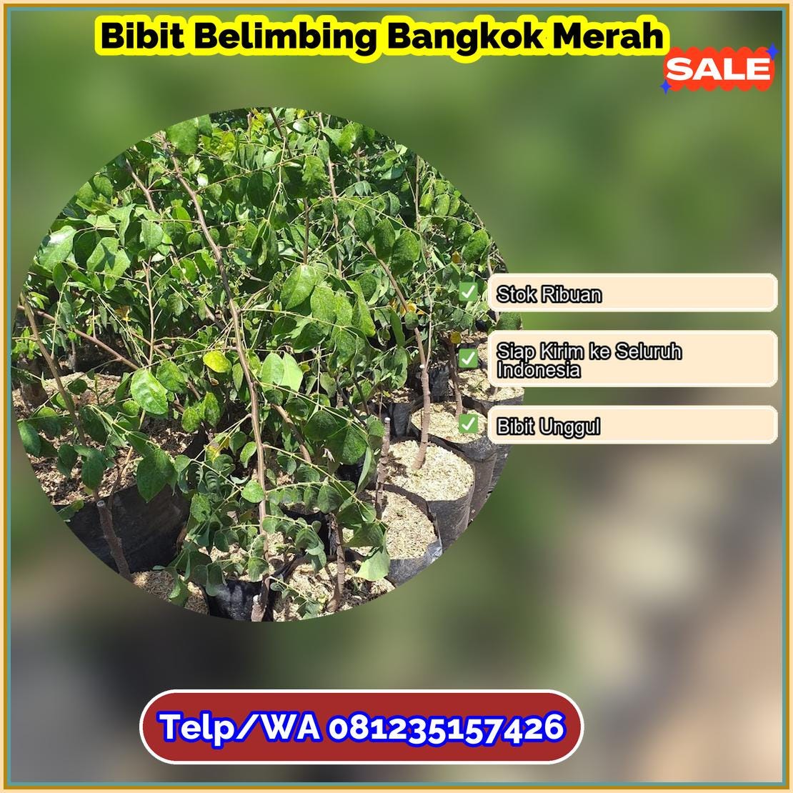 Supplier Bibit Belimbing Bangkok Merah Kota Balikpapan | by Pusat Bibit ...