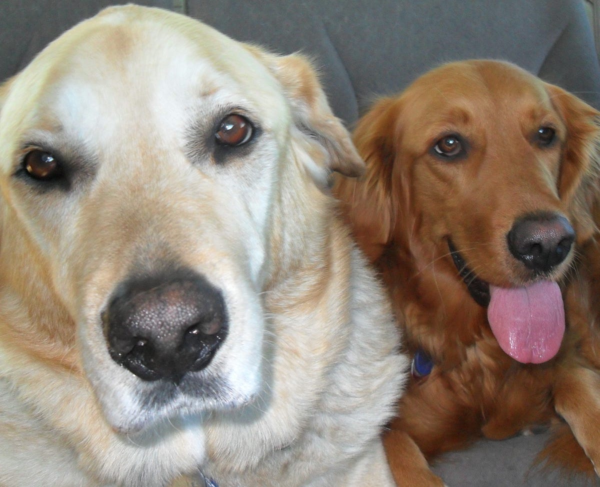 Gabe and Molly’s Story of Lopsided Love | by Deb Palmer | The Hub ...
