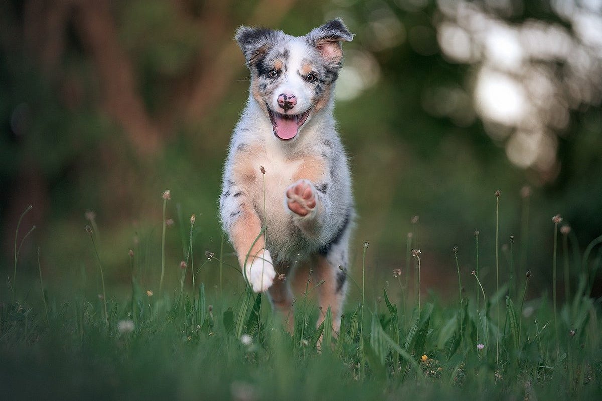 The Name. That which we call a dog, by any other… | by Sonya Sherman ...