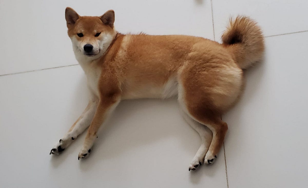 My Inu. I need you! I need you! | by Anna Tsui | Medium