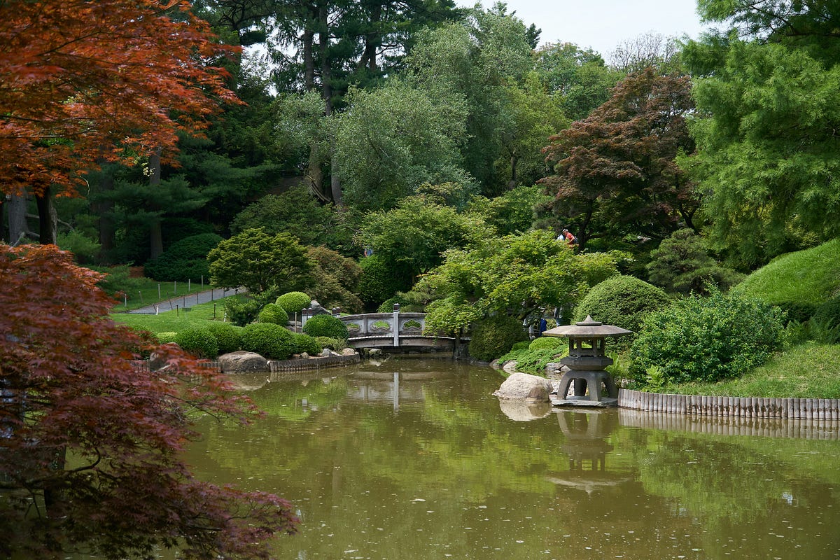 Choosing The Right Variety of Weeping Japanese Maples for Your Garden ...