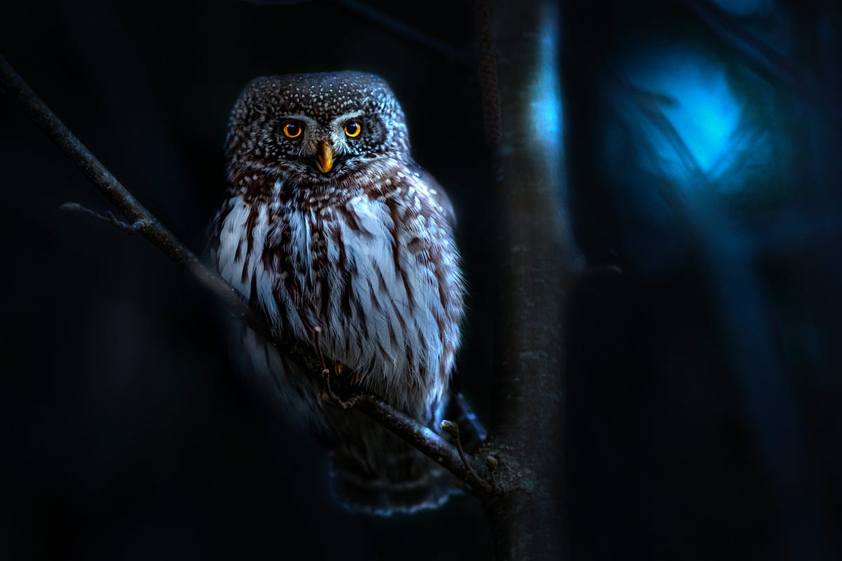 Witches’ Tea with the Enigmatic Magic Owl | by Gabriela Trofin-Tatár ...