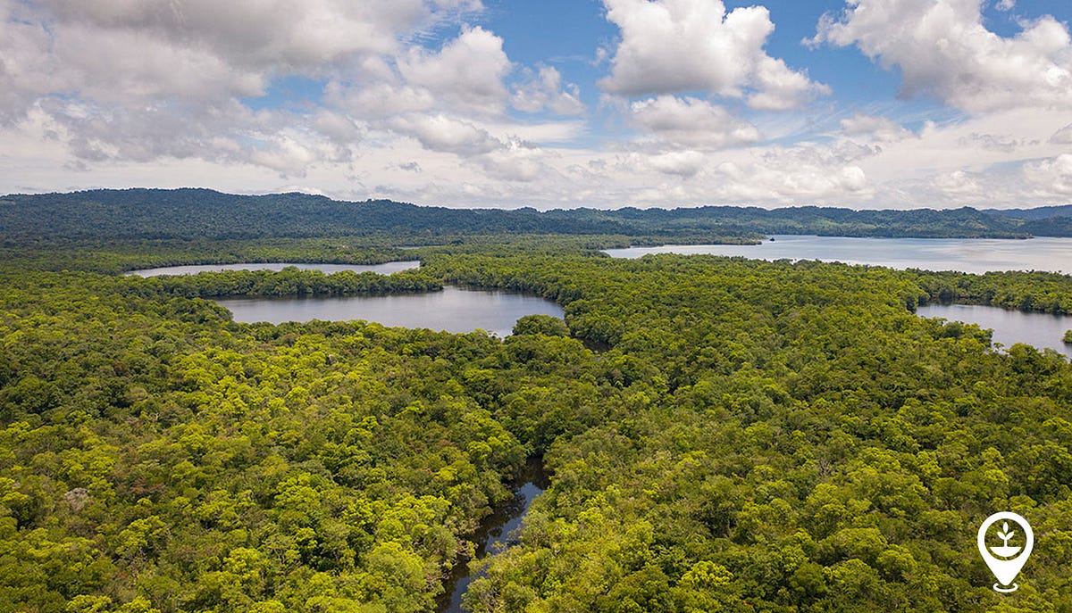 The Importance of Forests in Hydrological Balance | by Bas Fransen, CEO ...