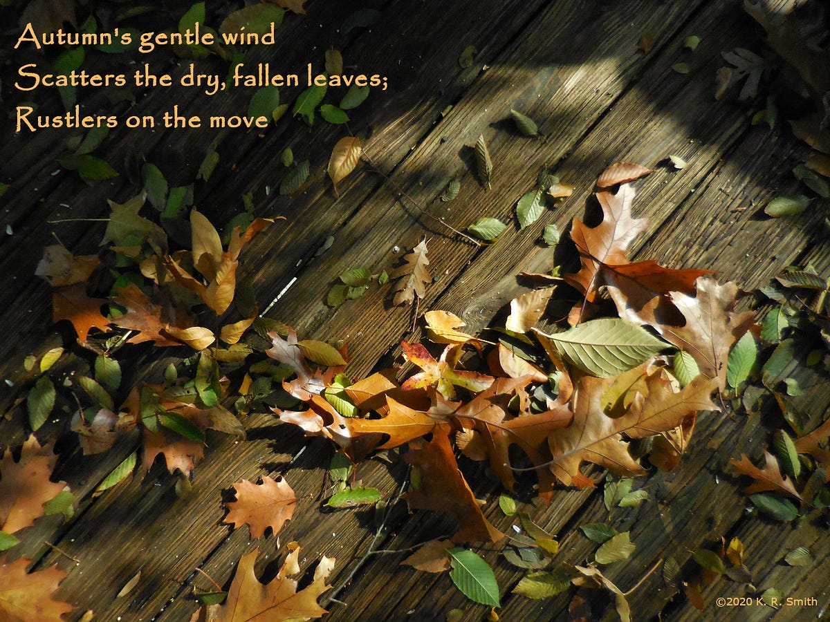 Haiku for October 2020. Fall arrives | by K R Smith | Medium